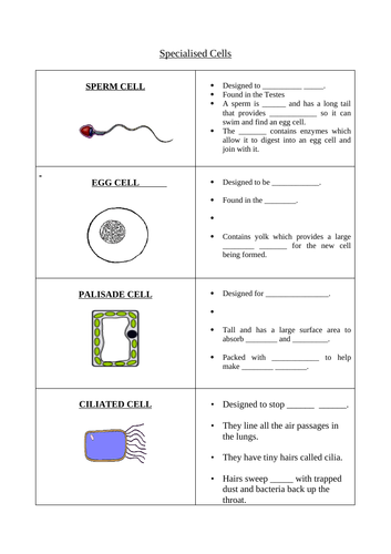 B1.4 Specialisation in animal cells | Teaching Resources