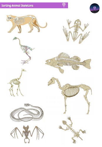 Animal Skeletons - Outstanding KS2 Science Lesson | Teaching Resources