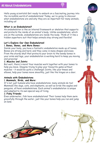Animal Skeletons - Outstanding KS2 Science Lesson | Teaching Resources