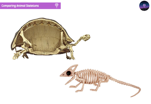 Animal Skeletons - Outstanding KS2 Science Lesson | Teaching Resources