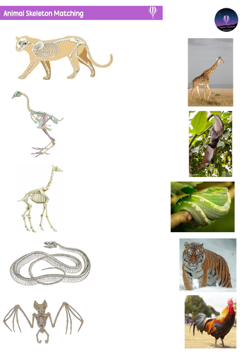 Animal Skeletons - Outstanding KS2 Science Lesson | Teaching Resources