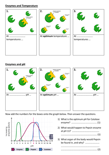 CB1g/SB1h - Enzymes Action, pH & Temperature Worksheet | Teaching Resources