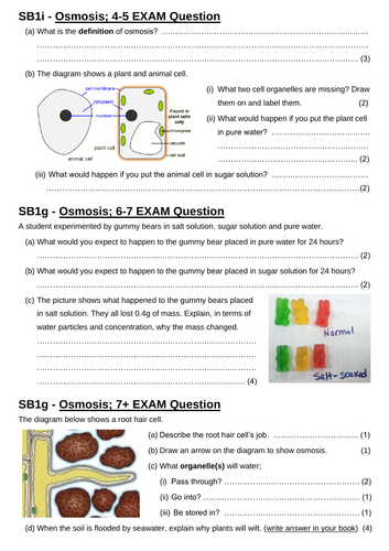 SB1i - Osmosis Differentiated Exam Questions (Edexcel Single Biology ...