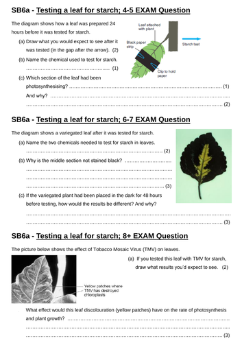 SB6a - Starch Testing of Leaves Differentiated Exam Questions (Edexcel ...
