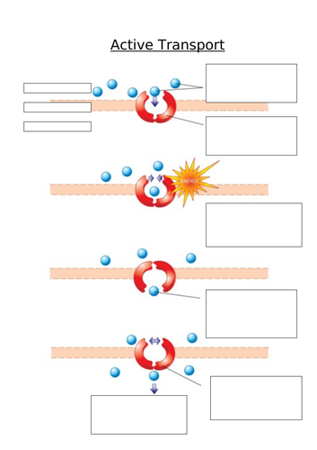 B1.9 Active transport | Teaching Resources