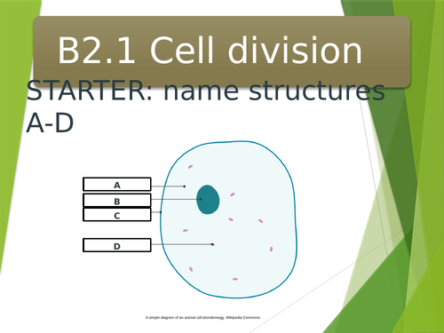B2.1 Cell division | Teaching Resources