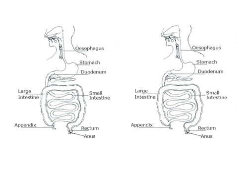 B3.2 The human digestive system | Teaching Resources