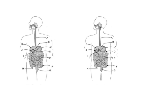 B3.2 The human digestive system | Teaching Resources