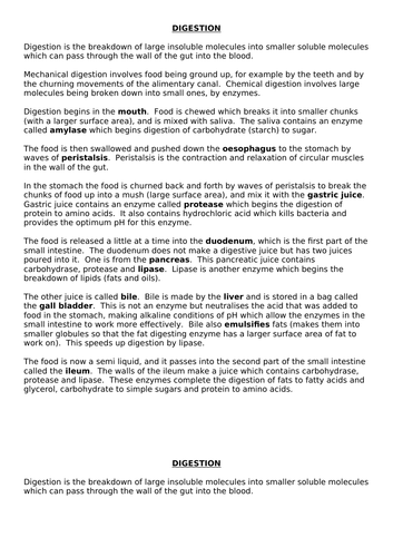 B3.2 The human digestive system | Teaching Resources