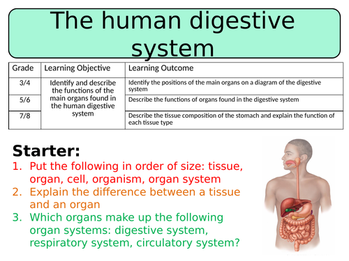 B3.2 The human digestive system | Teaching Resources