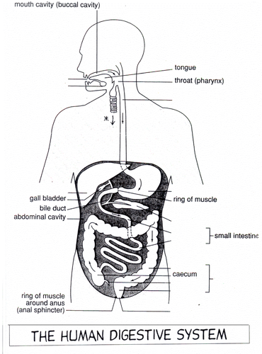 B3.2 The human digestive system | Teaching Resources