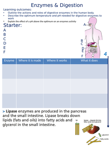 B3.6 How the digestive system works | Teaching Resources