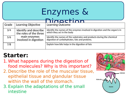B3.6 How the digestive system works | Teaching Resources