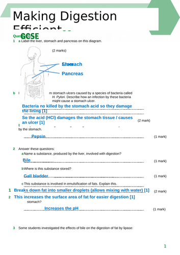 B3.7 Making digestion efficient | Teaching Resources