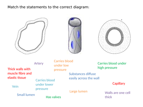 B4.2 The blood vessels | Teaching Resources