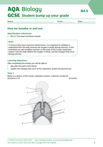 B4.5 Breathing and gas exchange | Teaching Resources