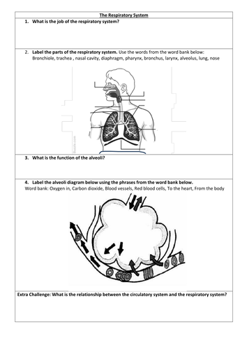 B4.5 Breathing and gas exchange | Teaching Resources