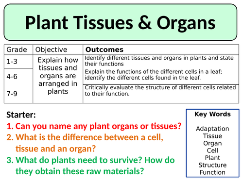 B4.6 Tissues and organs in plants | Teaching Resources