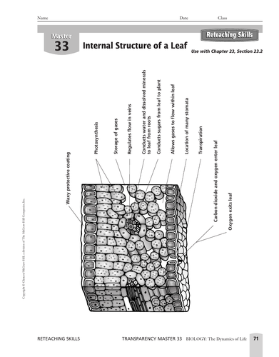B4.6 Tissues and organs in plants | Teaching Resources