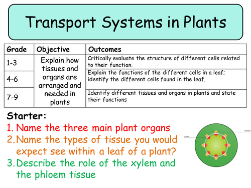 B4.7 Transport systems in plants | Teaching Resources