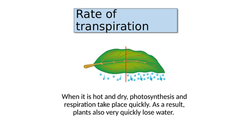 B4.9 Factors affecting transpiration | Teaching Resources