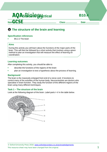 B10.4 The brain | Teaching Resources