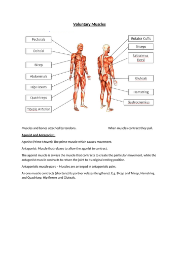 GCSE PE Catch Up Sheet - Musculo-Skeletal | Teaching Resources