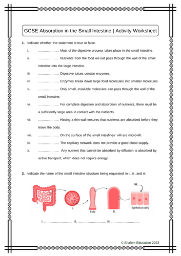GCSE Biology - Absorption in the Small Intestine Activity Worksheet ...
