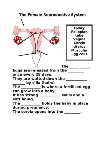 B11.5 Human reproduction | Teaching Resources