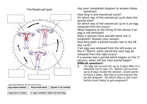 B11.5 Human reproduction | Teaching Resources