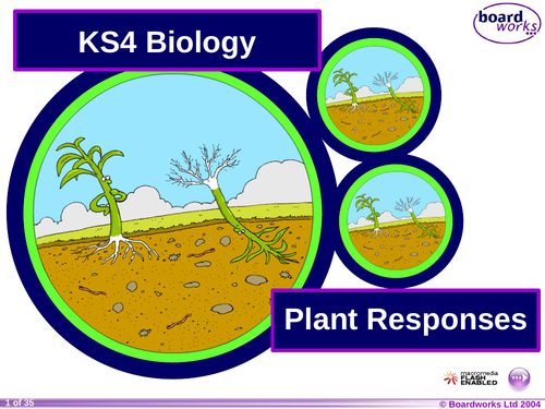 B11.10 Using plant hormones | Teaching Resources