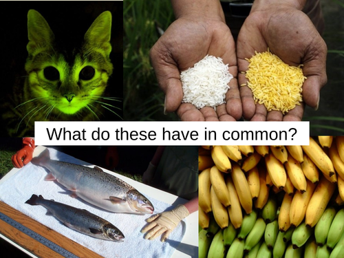 B14.4 Genetic engineering | Teaching Resources