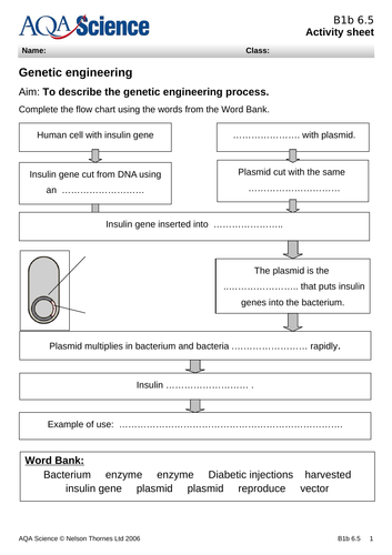 B14.4 Genetic engineering | Teaching Resources