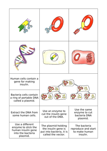 B14.4 Genetic engineering | Teaching Resources