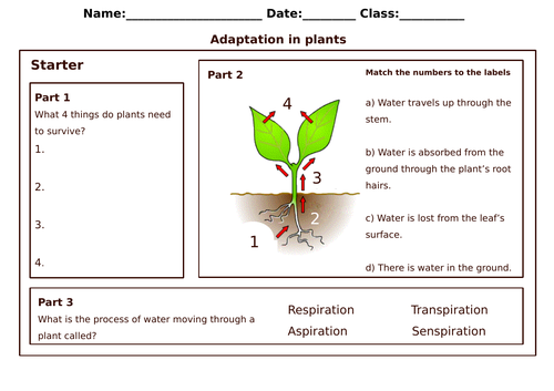 B16.8 Adaptations in plants | Teaching Resources
