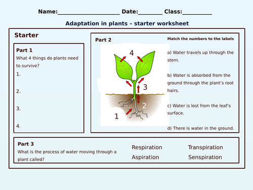 B16.8 Adaptations in plants | Teaching Resources
