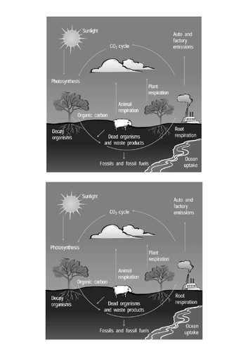 B17.3 The carbon cycle | Teaching Resources
