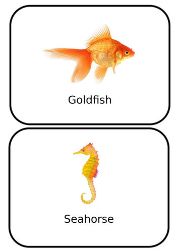 Fish Flash Cards | Teaching Resources