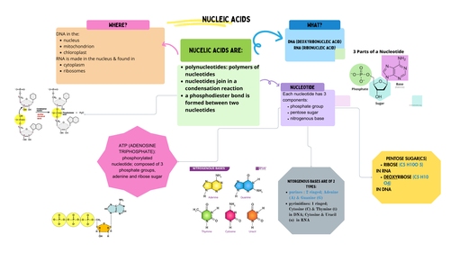 Nucleic Acids Structure Of Dna Teaching Resources
