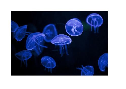 Year 4 Science living things unit | Teaching Resources