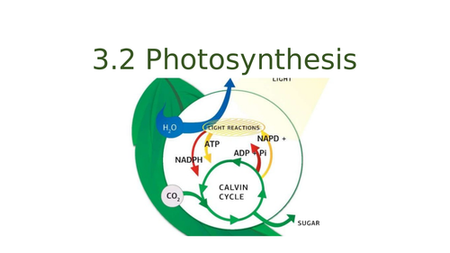 WJEC A level biology 3.2 Photosynthesis | Teaching Resources