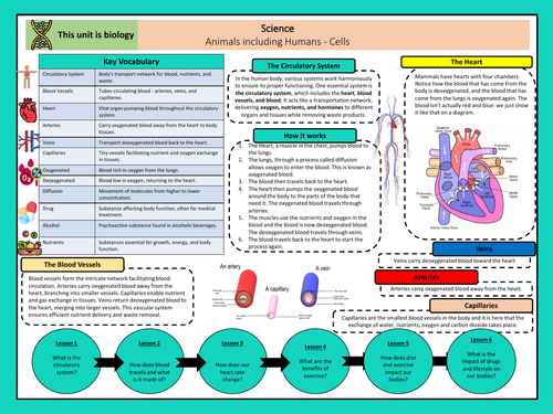 Knowledge Organiser - Year 6 Science - Animals Including Humans - Cells ...