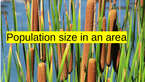 Estimating Plant Populations Igcse Biology Teaching Resources