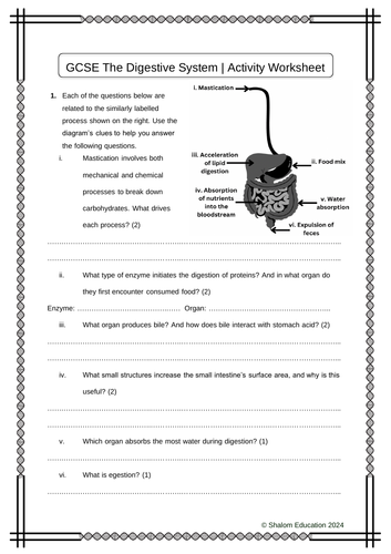 GCSE Biology - The Digestive System Activity Worksheet | Teaching Resources