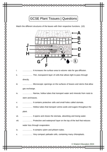 GCSE Biology - Plant Tissues Practice Questions | Teaching Resources