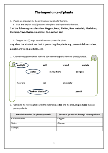 The importance of plants KS3 assessment and solutions | Teaching Resources