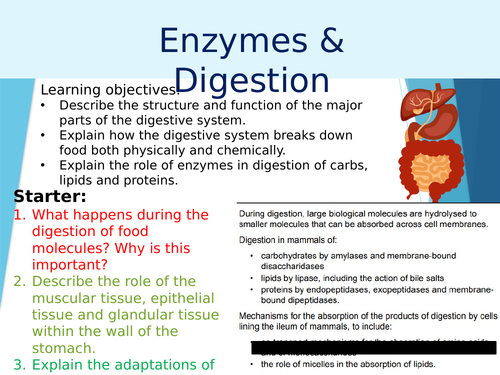 AQA AS Level Biology 6.9 Enzymes and Digestion | Teaching Resources