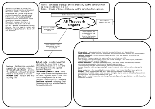 AS Biology - Completed Tissues & Organs Revision Mat | Teaching Resources