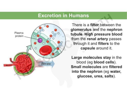 Igcse Biology 91 2i Excretion Humans Teaching Resources Excretion In