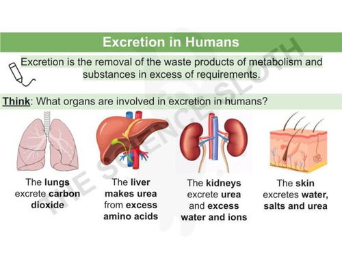 Excretion in Humans - Liver, kidneys and urea formation | Teaching ...